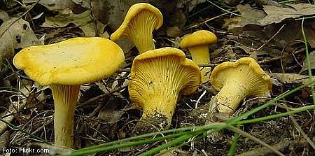 Gailenes - 20 lati kilogramā :: Dienas Bizness