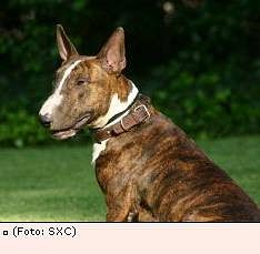 Izstādē Mans draugs Bulterjers lauzīs stereotipus :: Dienas Bizness